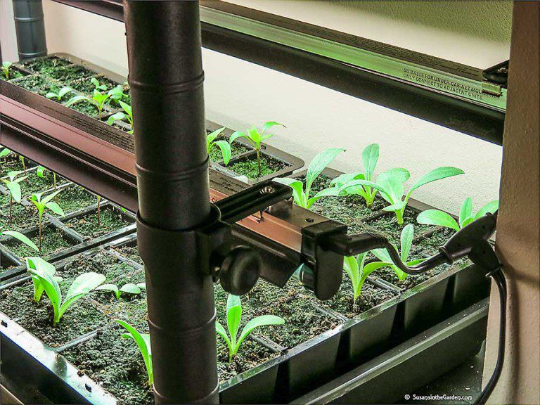 grow light