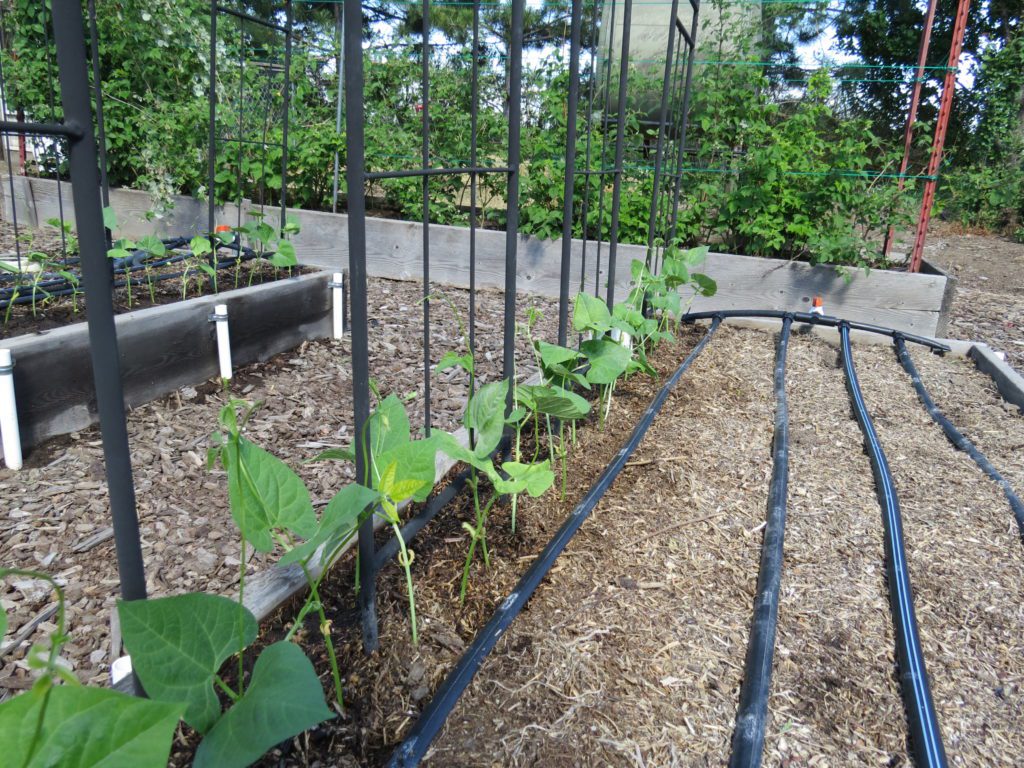Planting Pole Beans