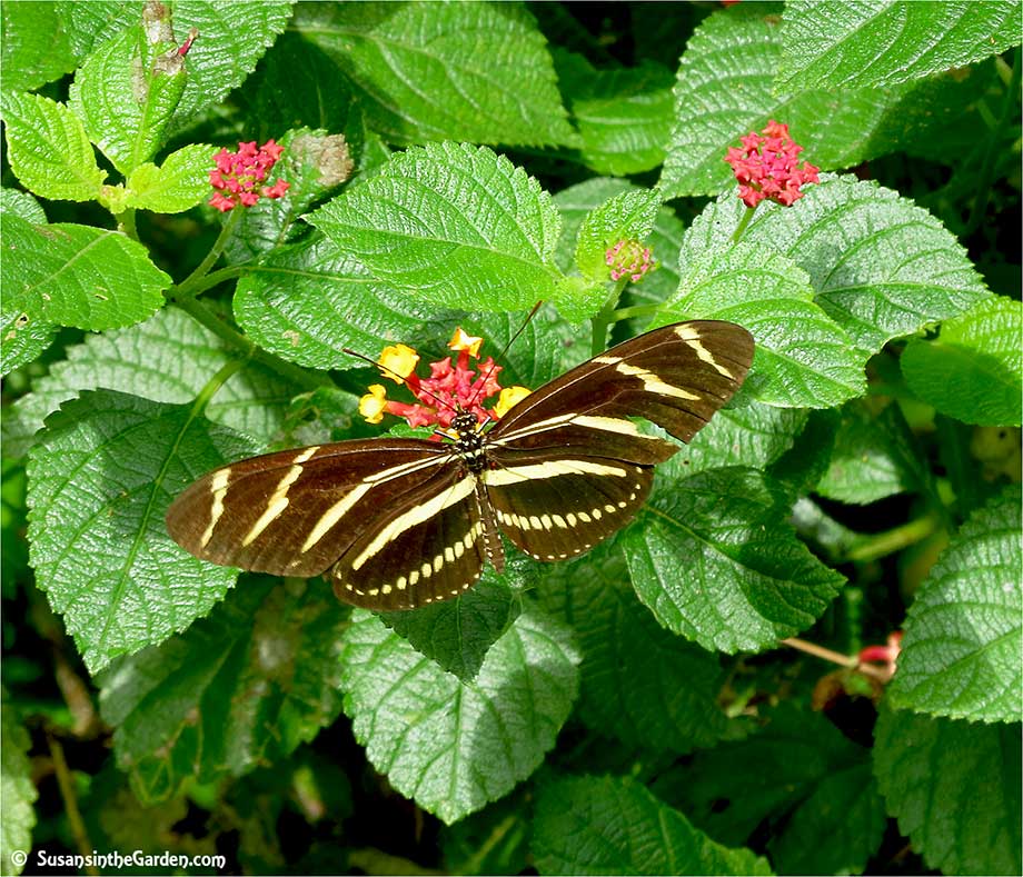 Butterflies Of Georgia