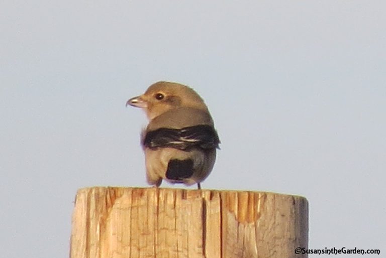 Northern Shrike