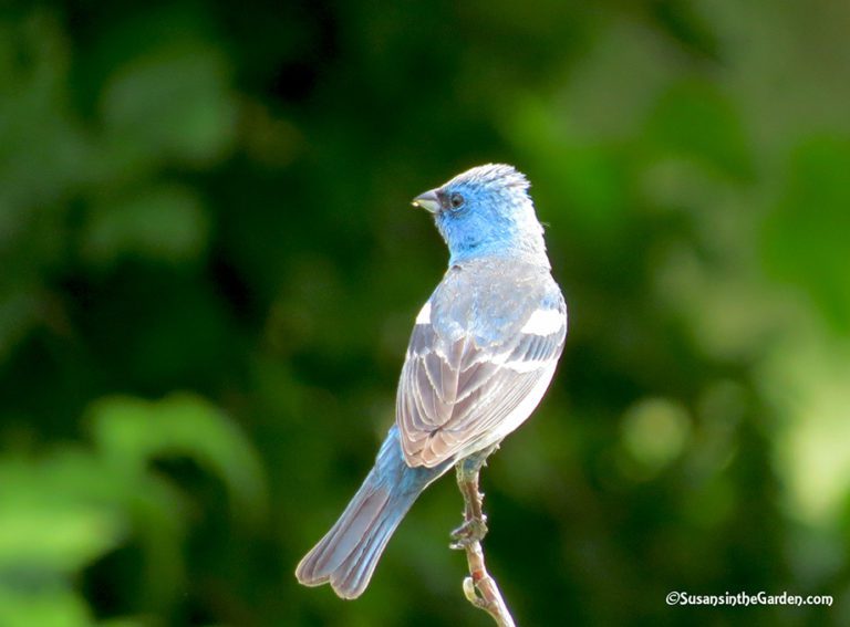 Lazuli bunting