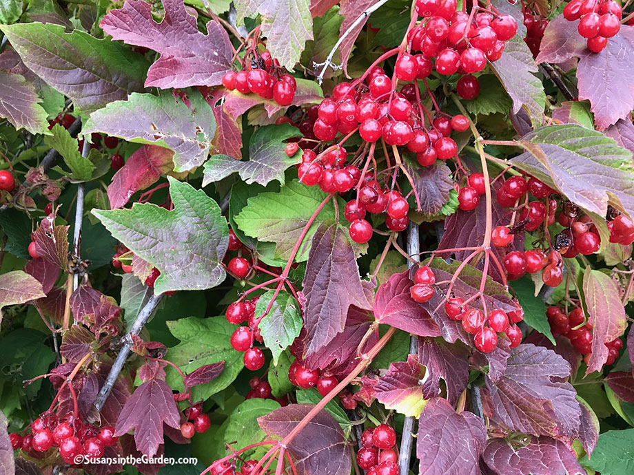Cranberry Rainbow Tree