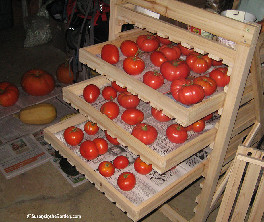 green tomatoes