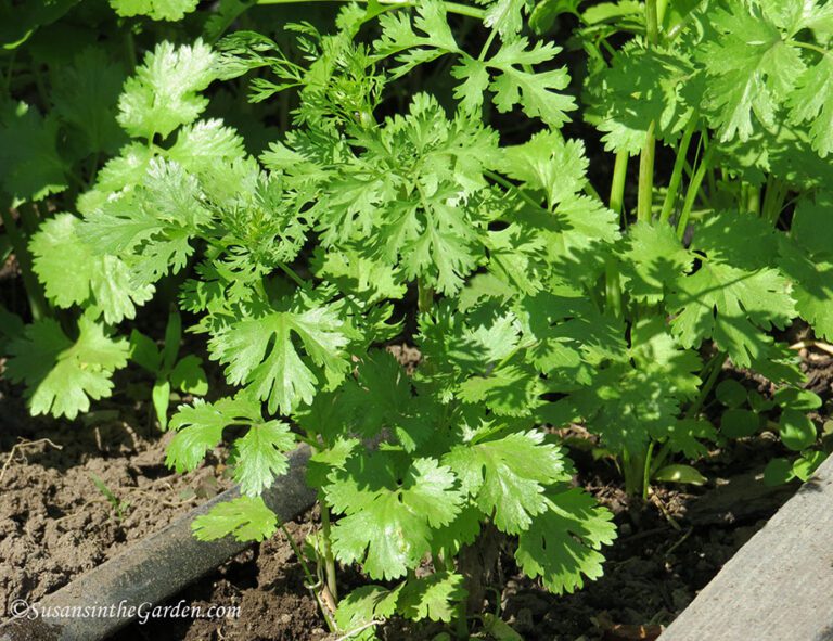 herb growing guide