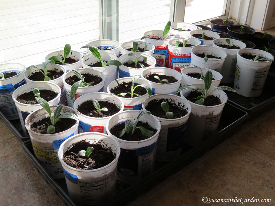 up-pot seedlings