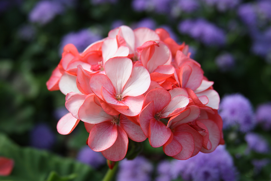 Sept. 4 Column: Overwintering Geraniums - Susan's in the Garden