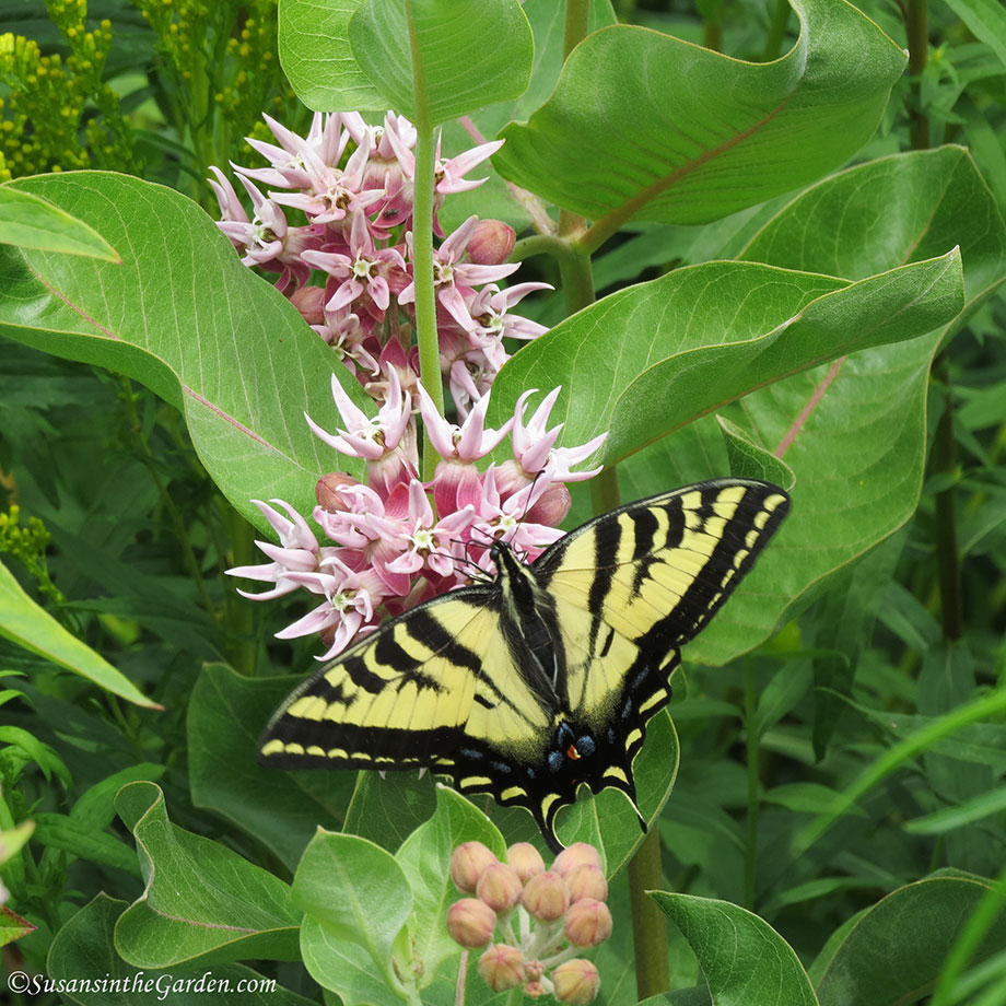 Cabin Fever Gardening Symposium