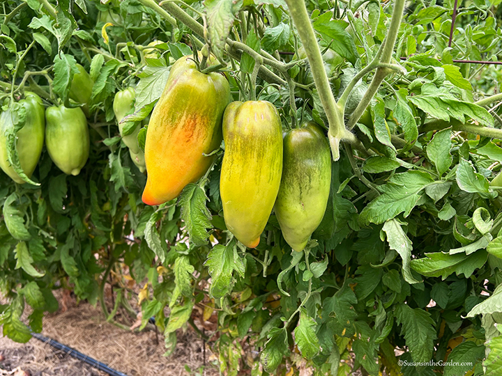 grow tomatoes