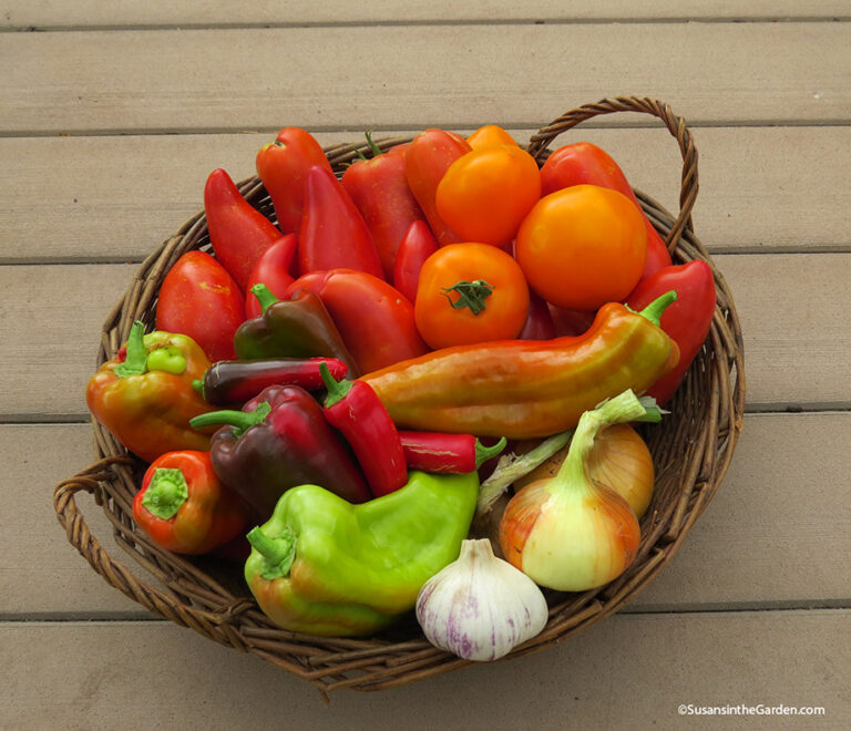 vegetable varieties