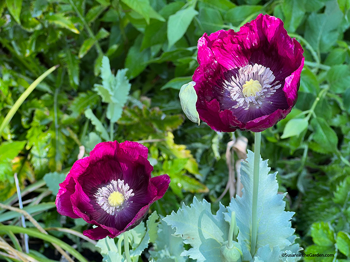 plant annual poppies