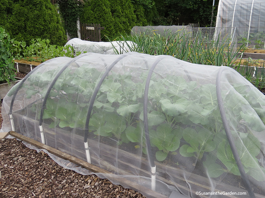 12-cover-organic-row-cover-IMG_9798 - Susan's in the Garden